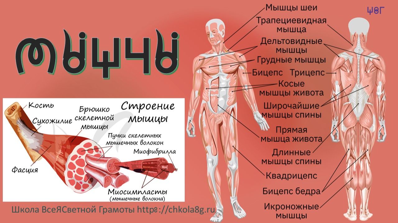 Мышцы. Этимология. ВсеЯСветная Грамота