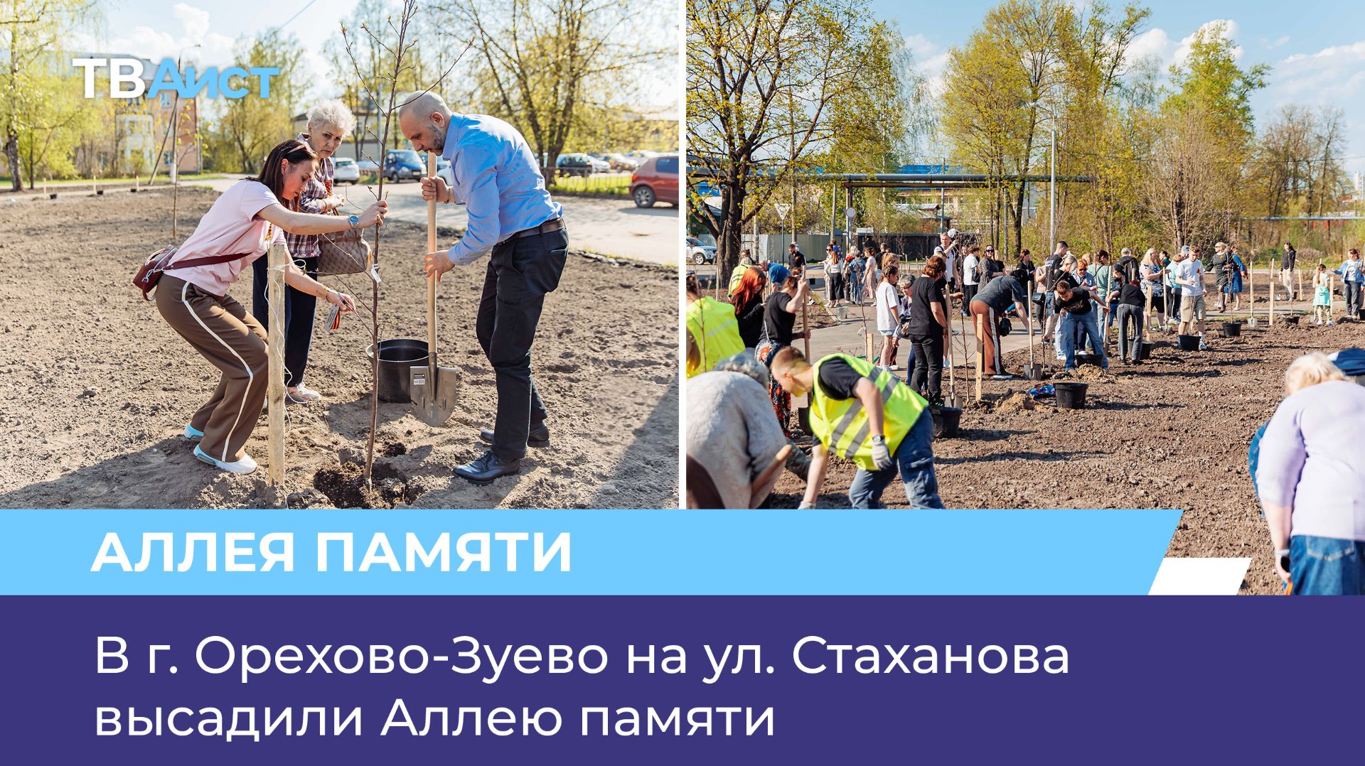 В г. Орехово-Зуево на ул. Стаханова высадили Аллею памяти