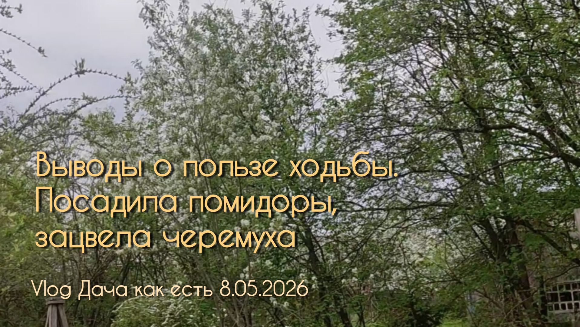 Откровение о пользе ходьбы, а ещё посадила помидоры / vlog Дача как есть 8.05.2026