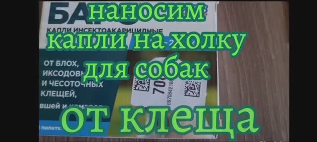 Как обработать собаку от клещей