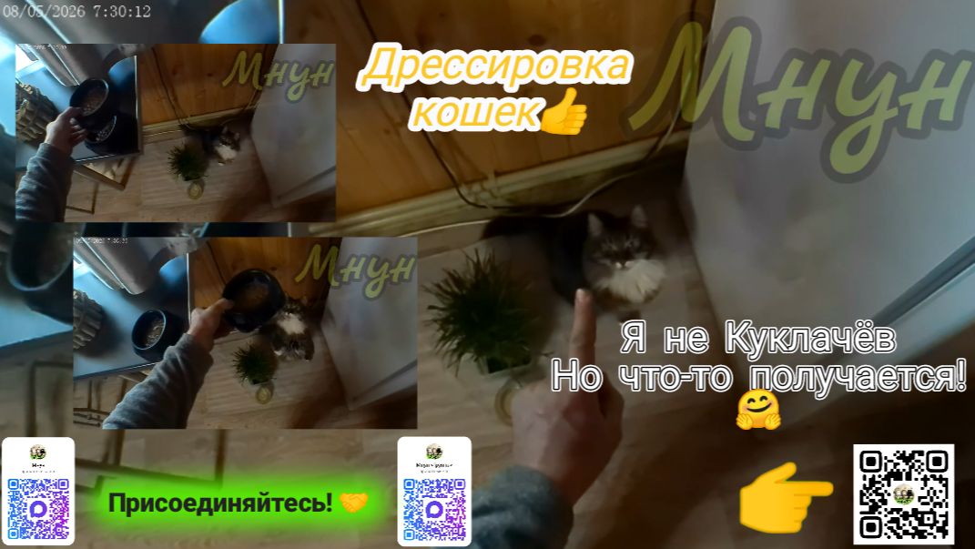 👆Дрессировка кошек🐱_я не Куклачев но что-то получается! 👍🤗