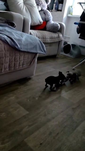 Зверюги рвут добычу