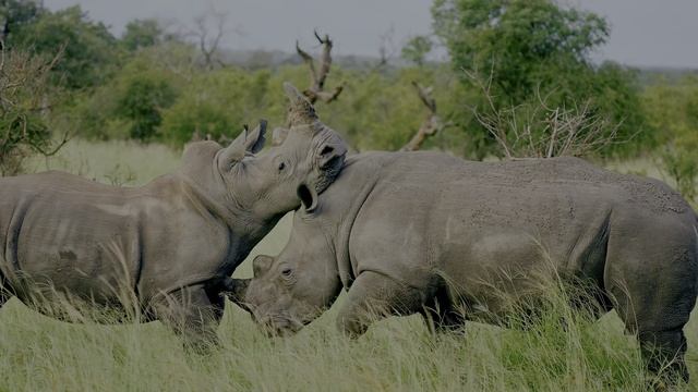 Animal Planet OLED Demo HDR Ultra HD Dolby Vision™ 60fps