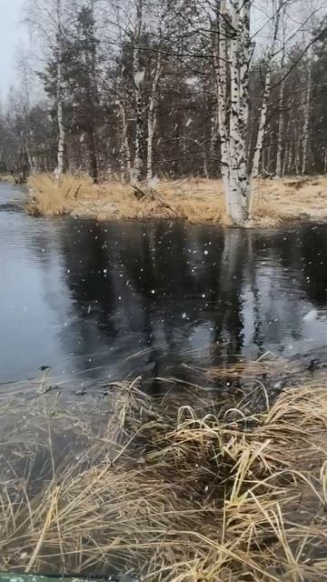 Медведь.