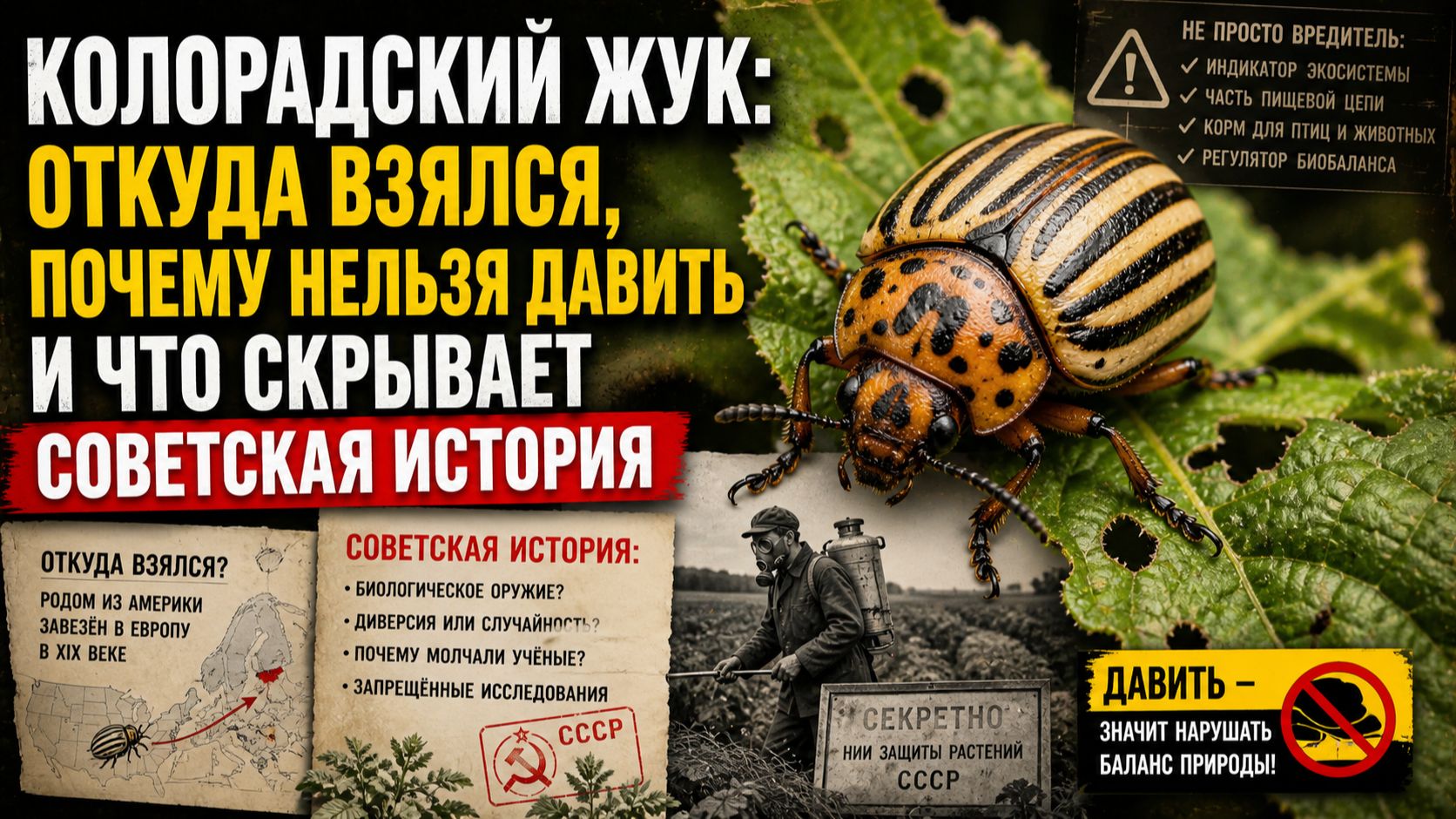 75 лет спустя… он всё ещё здесь 😳 Как колорадский жук “пережил” пропаганду СССР