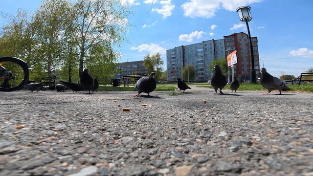 Где брать мясо если нет денег?