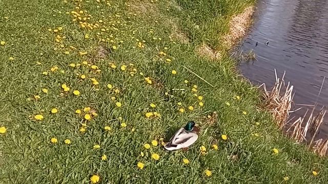 На 9 мая я смог общаться на утином языке.