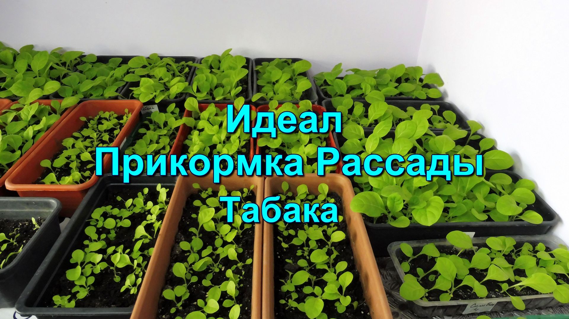 Табаководство: Идеал - прикормка рассады Табака.