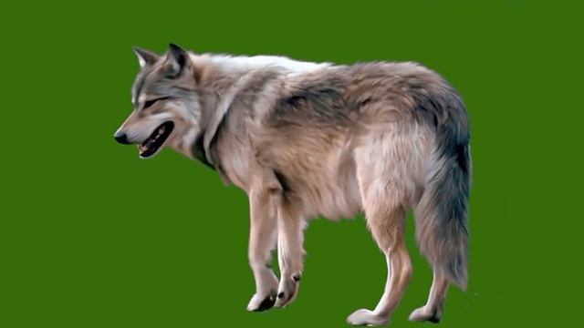 Куда спешить. Все куры съедены_encoded
