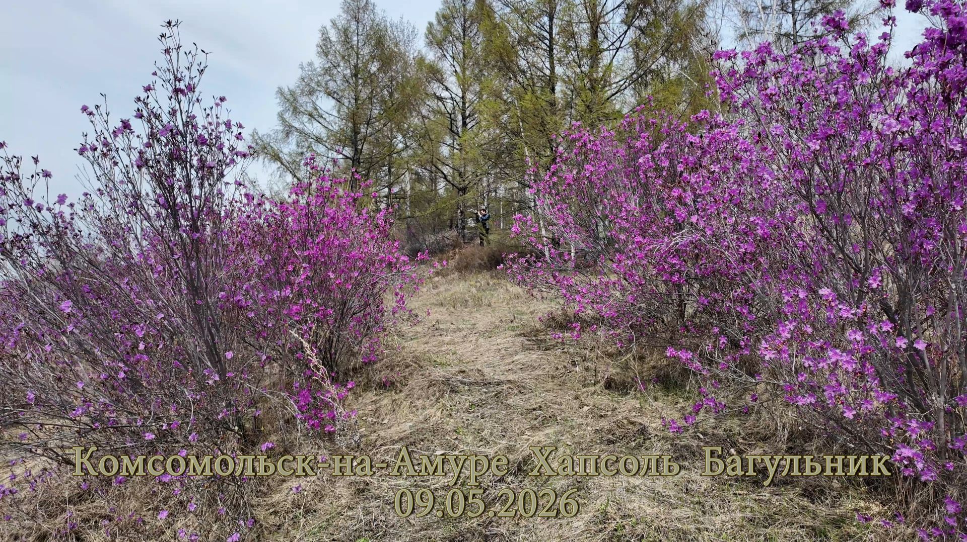 Комсомольск-на-Амуре. Хапсоль. Багульник. 09.05.2026