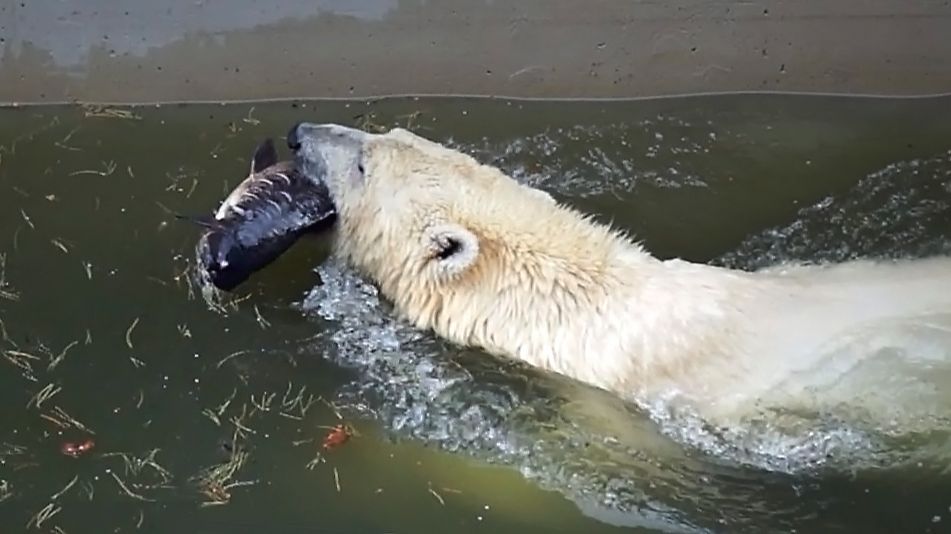 Первая живая рыба в этом году для Белки и Стрелки в Международный день медведя.