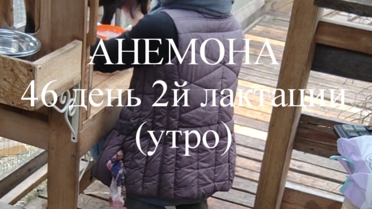 АНЕМОНА кн50 46 день 2й лактации (утро).mp4