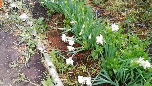 Сад 10.05.2026 / Срочная эвакуация/ почти зимовка/ но сад цветет