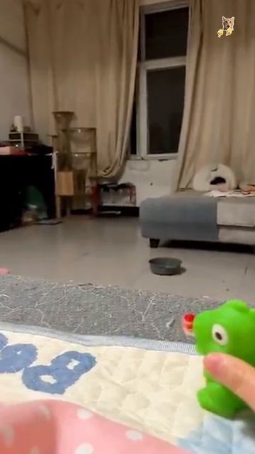 Не пугайте кошек!😻Веселые котики. Коты хулиганы! Невероятные трюки! #кот #хулиган #трю #смех #short
