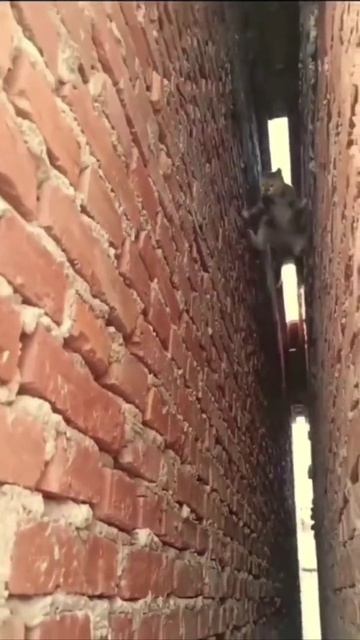 🐱 Наши пушистые виртуозы снова в деле: