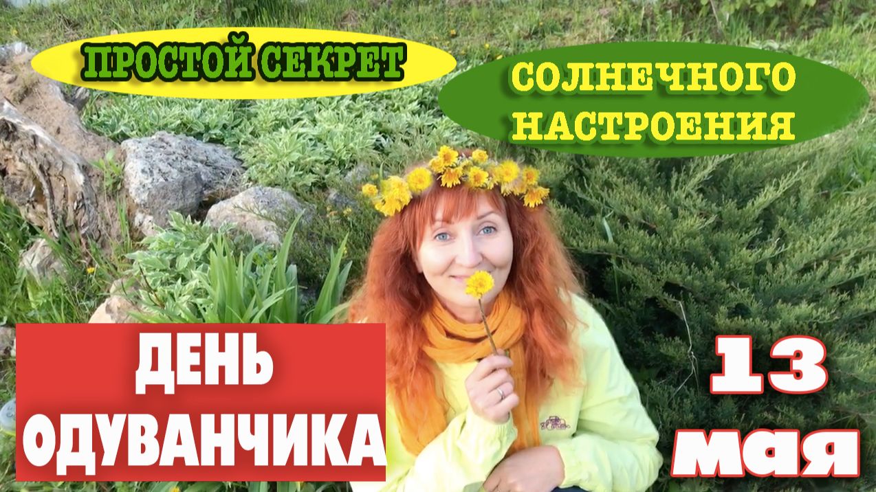 13 мая День одуванчика