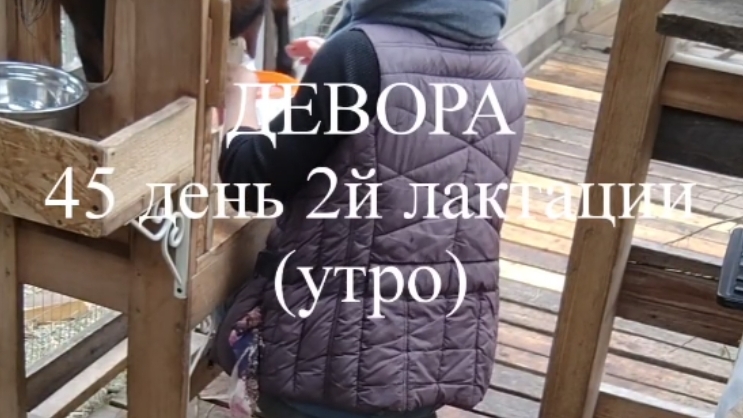 ДЕВОРА кн50 45 день 2й лактации (утро).mp4