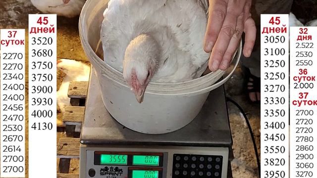 45 дней бройлеру . Сравнение комбикормов Бэст и Золотой рацион