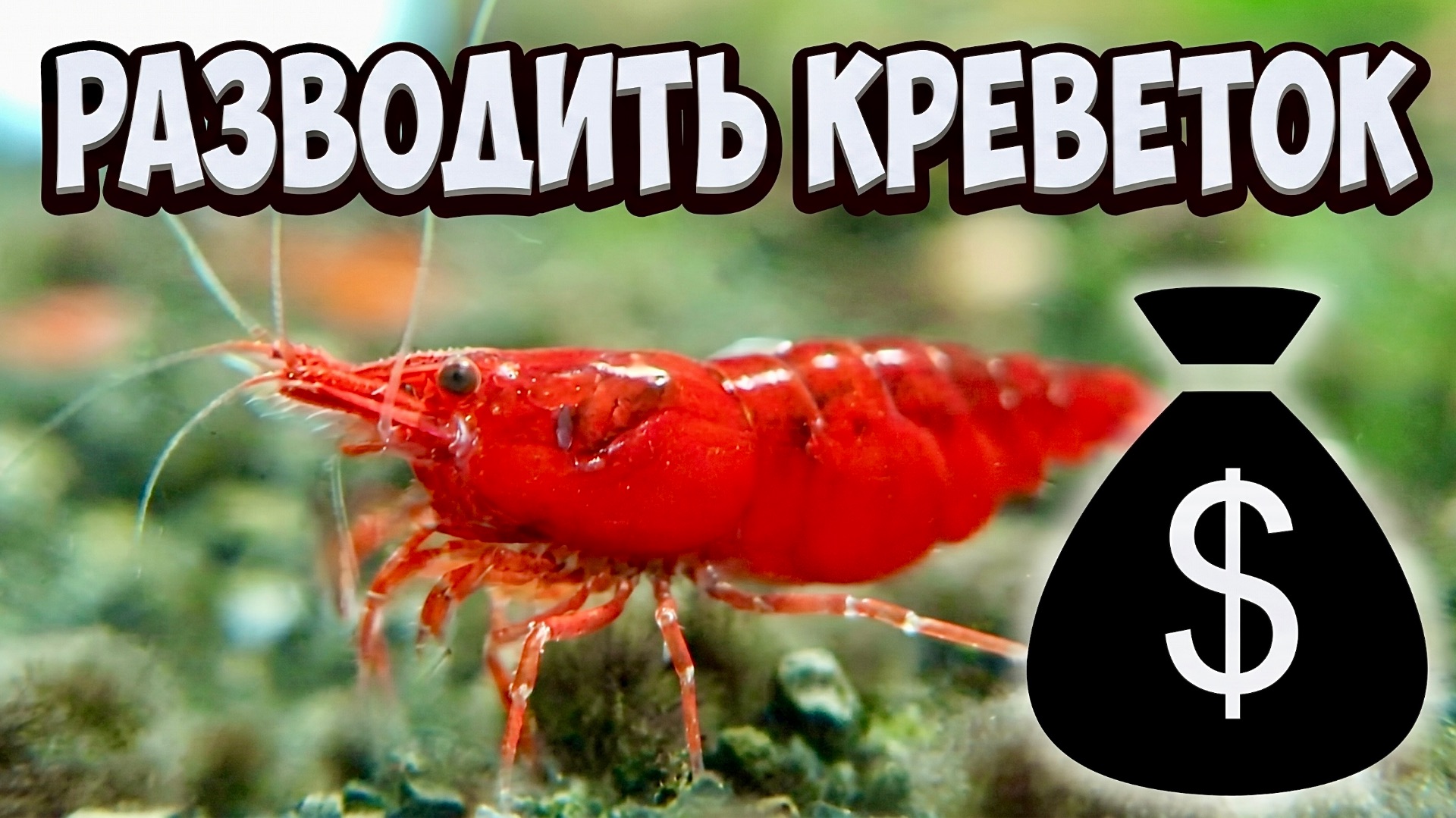 Как разводить креветок - Полное руководство
