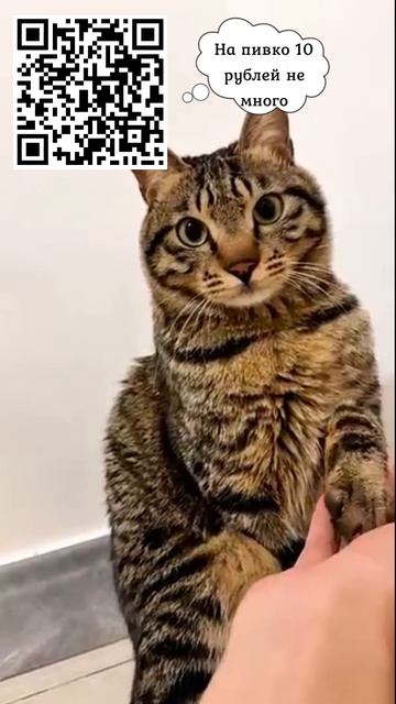 Приколы с кошками №2 Юмор. Смех.   Cat Jokes #2 Humor. Laughter.