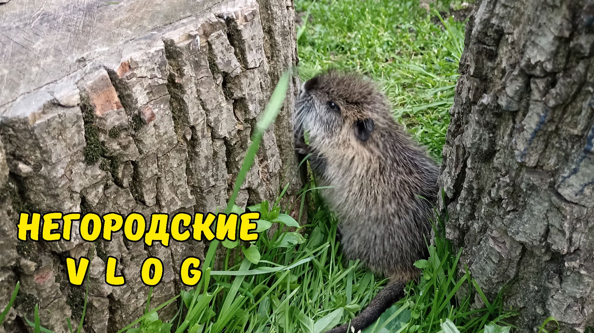 Сегодня утром НУТРИИ без травы... 05.05.26