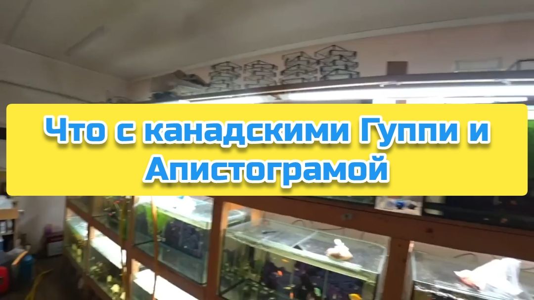Что с канадскими Гуппи и Апистограмой