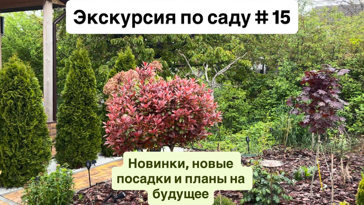 Экскурсия по саду # 15 Новинки сада- несколько роз, каллистемон, рододендроны высажены в грунт