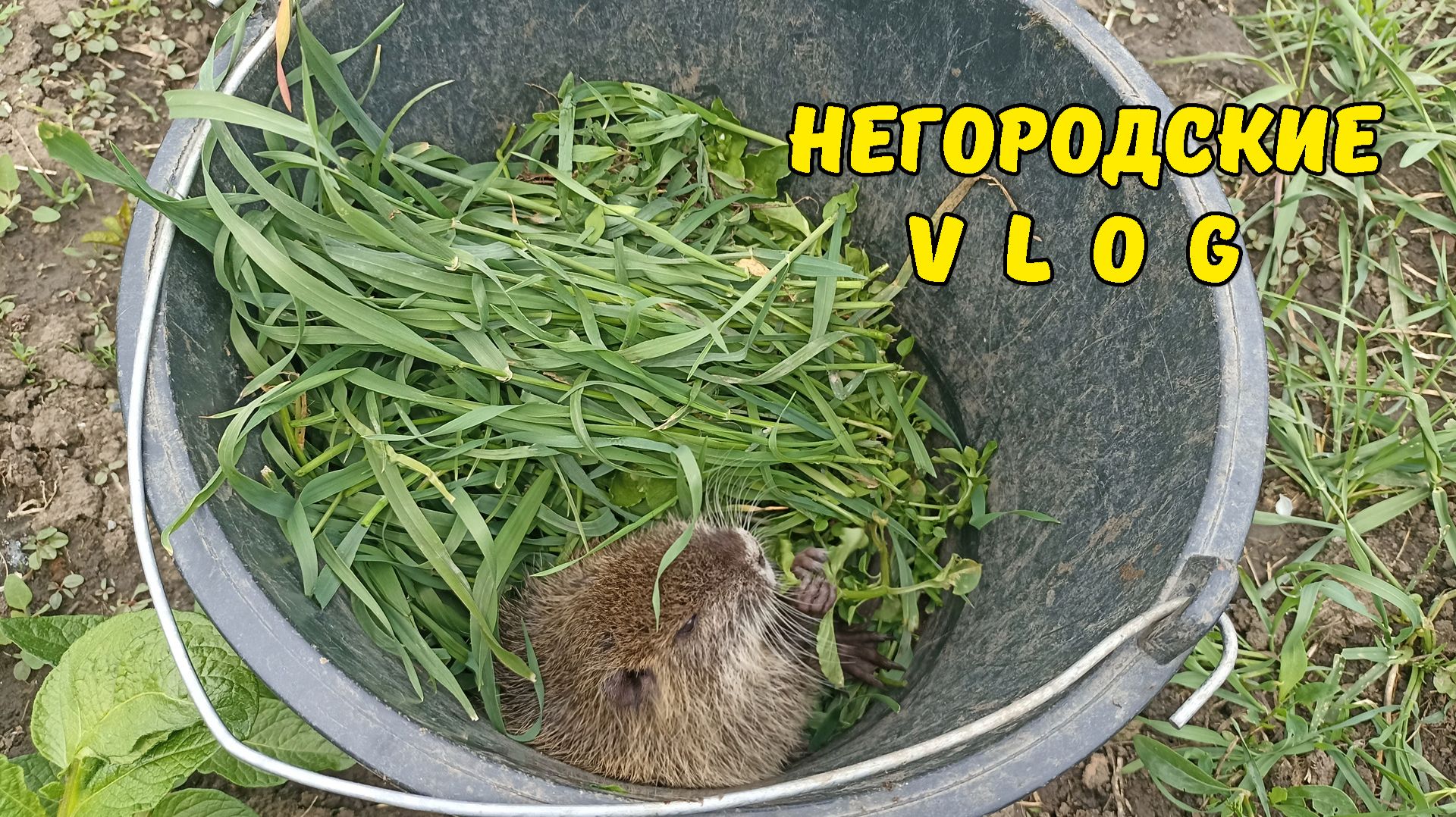 Моя помощница Кнопка. Туман нашкодил. 07.05.26