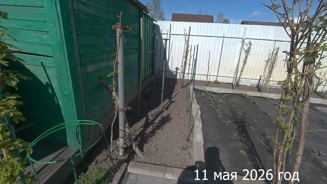 7 соток. Зачем и как убираю поросль малины. Хроника 11 2026 год.