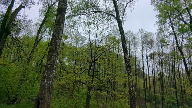 Лес после дождя. Голоса птиц. Гармония и  покой.