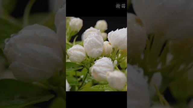 Китайская традиционная песня "Жасмин"