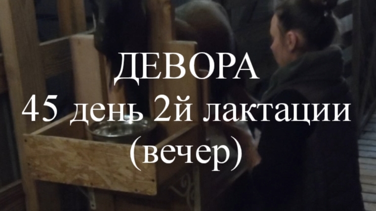 ДЕВОРА кн50 45 день 2й лактации (вечер).mp4
