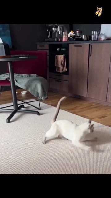 Крутой прыжок с переворотом!😻Веселые котики. Коты хулиганы! Невероятные трюки! #кот #смех #short