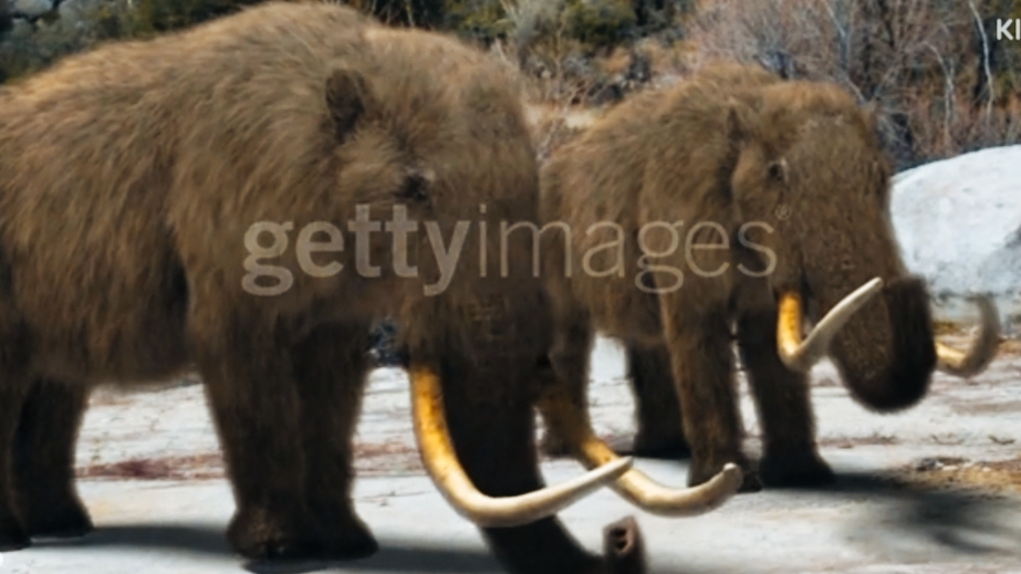 Mammoths hunted for their Hides