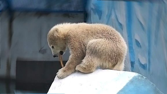 Встречайте медвежонка Умку! Малыш нашел палочку и бегает с ней, сам себя развлекая.