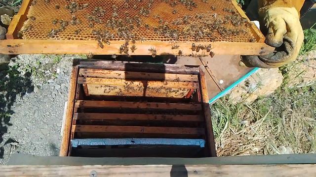 Начало яйцекладки молодой матки 🐝 2026 года.