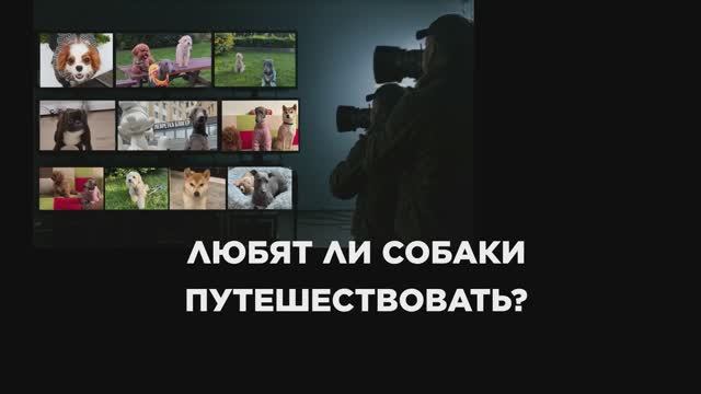 ЛЮБЯТ ЛИ СОБАКИ ПУТЕШЕСТВОВАТЬ?