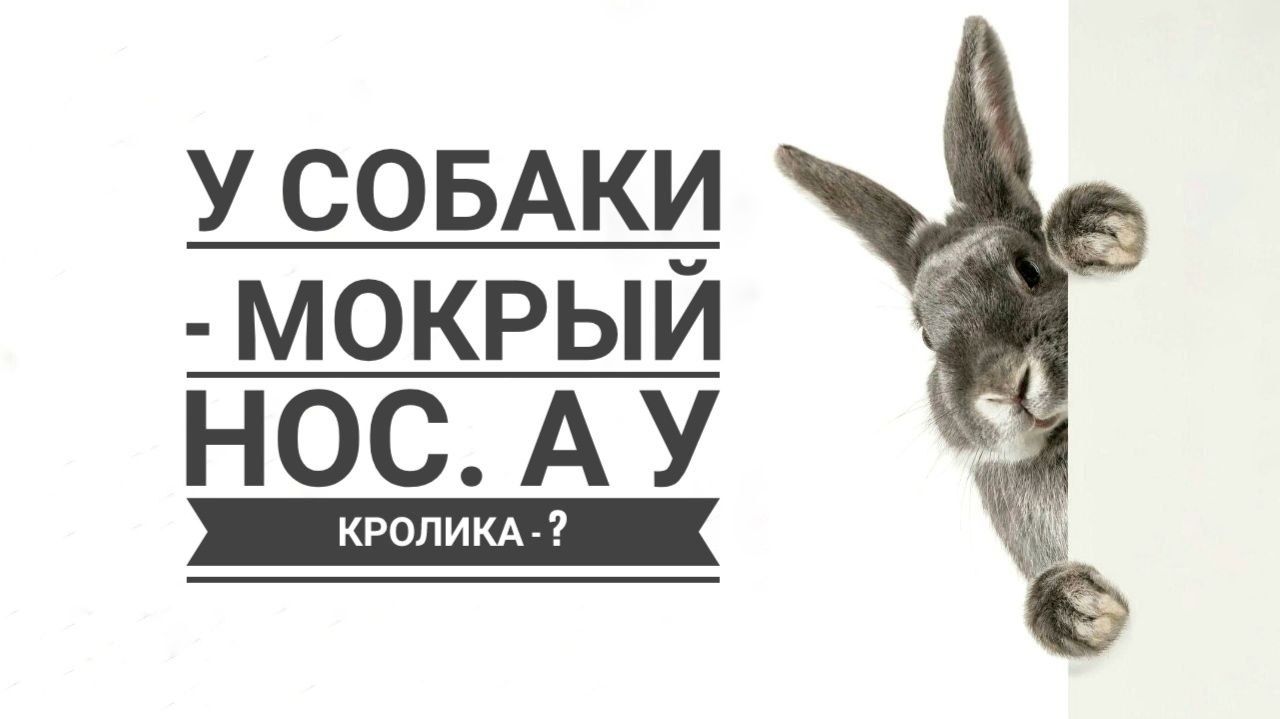У собаки мокрый нос, а у кролика - ?  Или почему у кролика теплые уши.