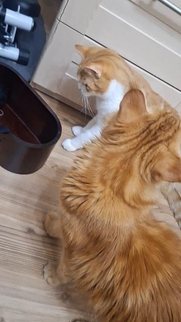 играл с клубком проиграл