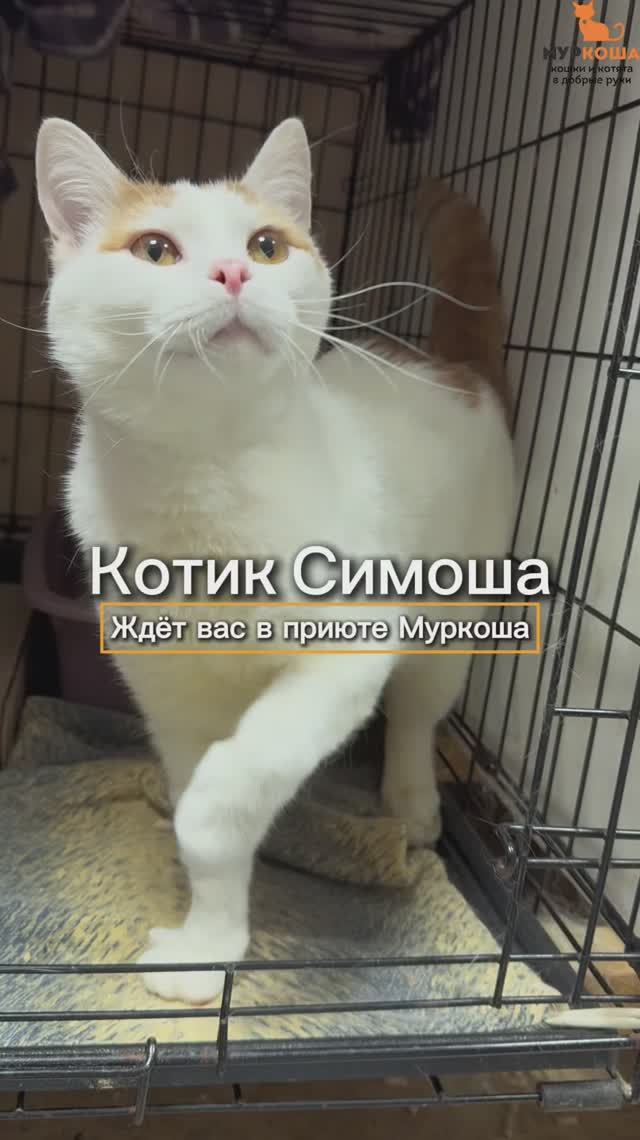 Симоша ждёт вас в приюте #Муркоша