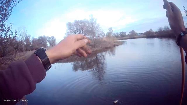 Сегодня вечерком порыбачил на поплавок🎣 Прикормка Стерля (Чеснок). Наживка навозный червь.
