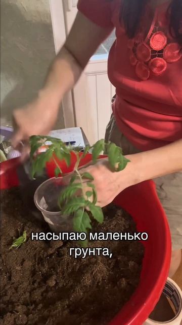 Спасаем томат😊