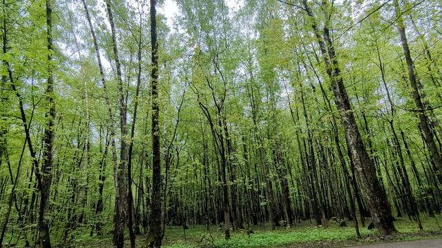 Лес после дождя. Живописный овраг. Голоса птиц.