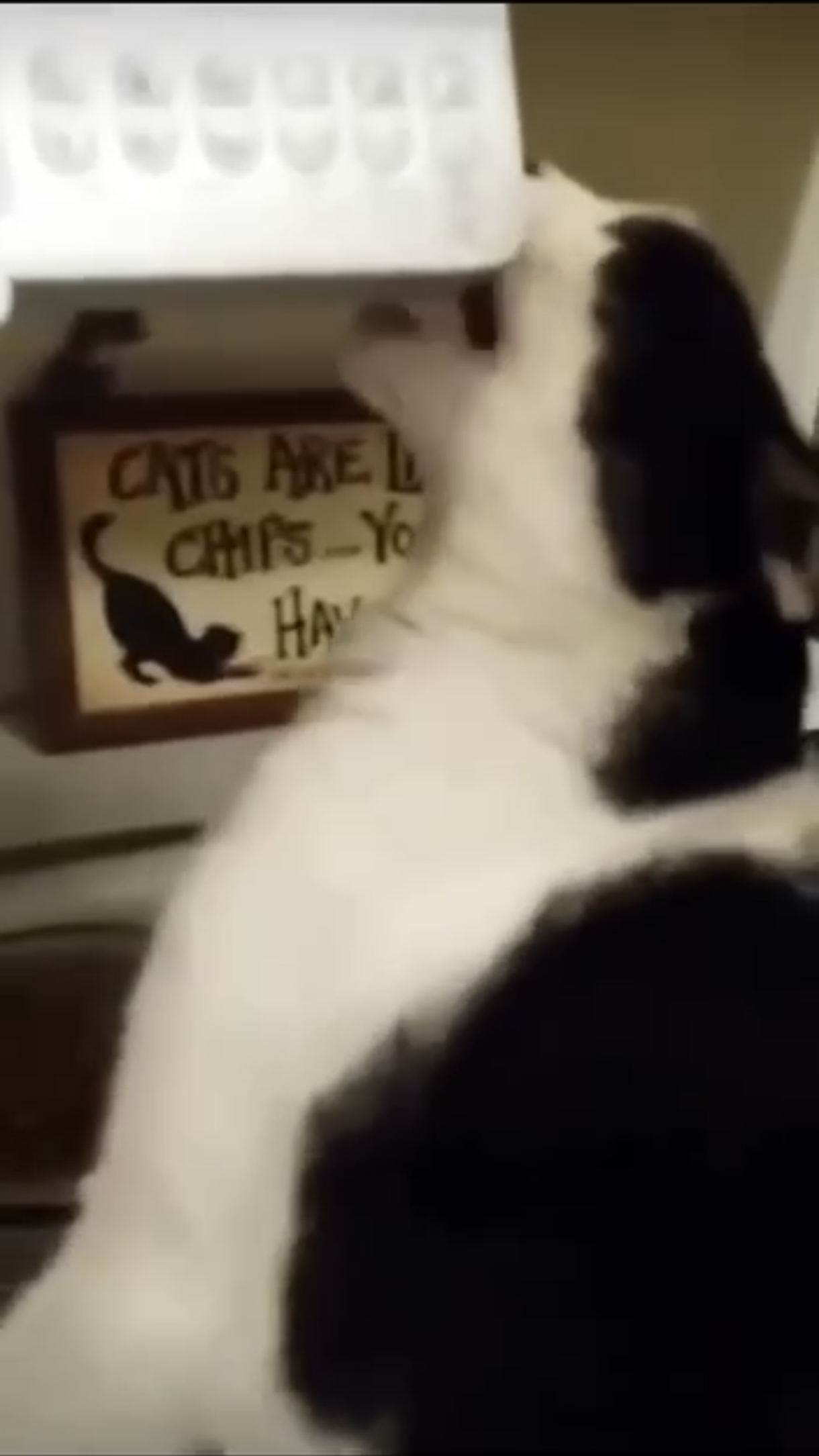 Голод не тётка! Я вам говорю! 😼 ...👇