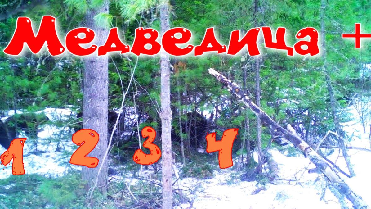 Медведица и четыре медвежонка лончака Заботливая мать Вырастила Подготовила к зиме Перезимовали