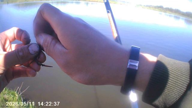 Порыбачил на Старице🎣 Рыбачил 1,5 часа. Наживка навозный червь, опарыш. Прикормка Стерля (Чеснок).