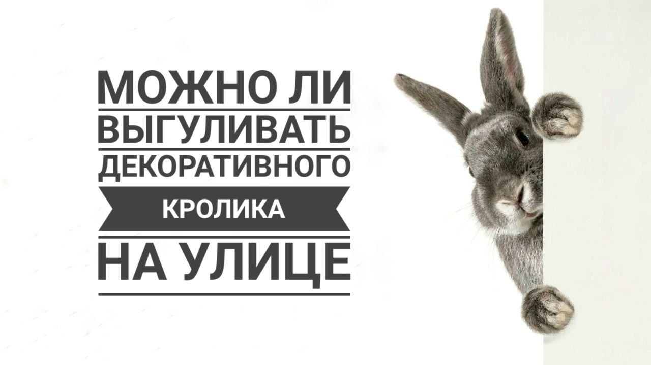 Выгул кролика на улице - реально ли?