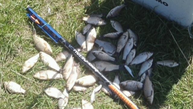 Порыбачил на Старице🎣 Рыбачил 1,5 часа. Наживка навозный червь, опарыш. Прикормка Стерля (Чеснок).