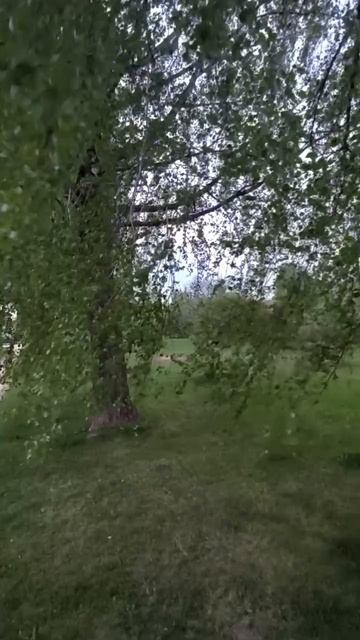 Ветер в березах