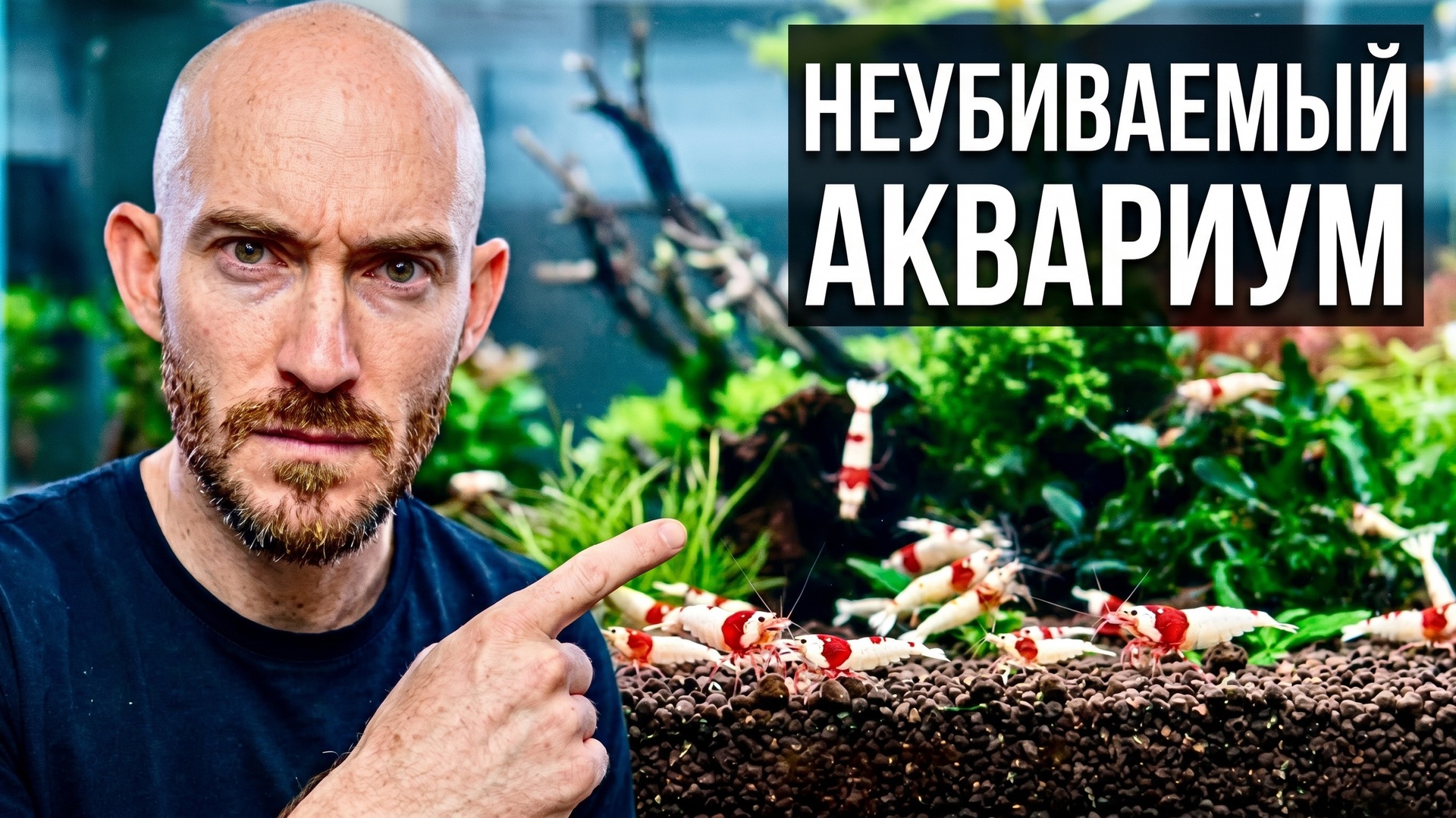 Руководство для начинающих: Постройте «процветающий» аквариум с креветками.